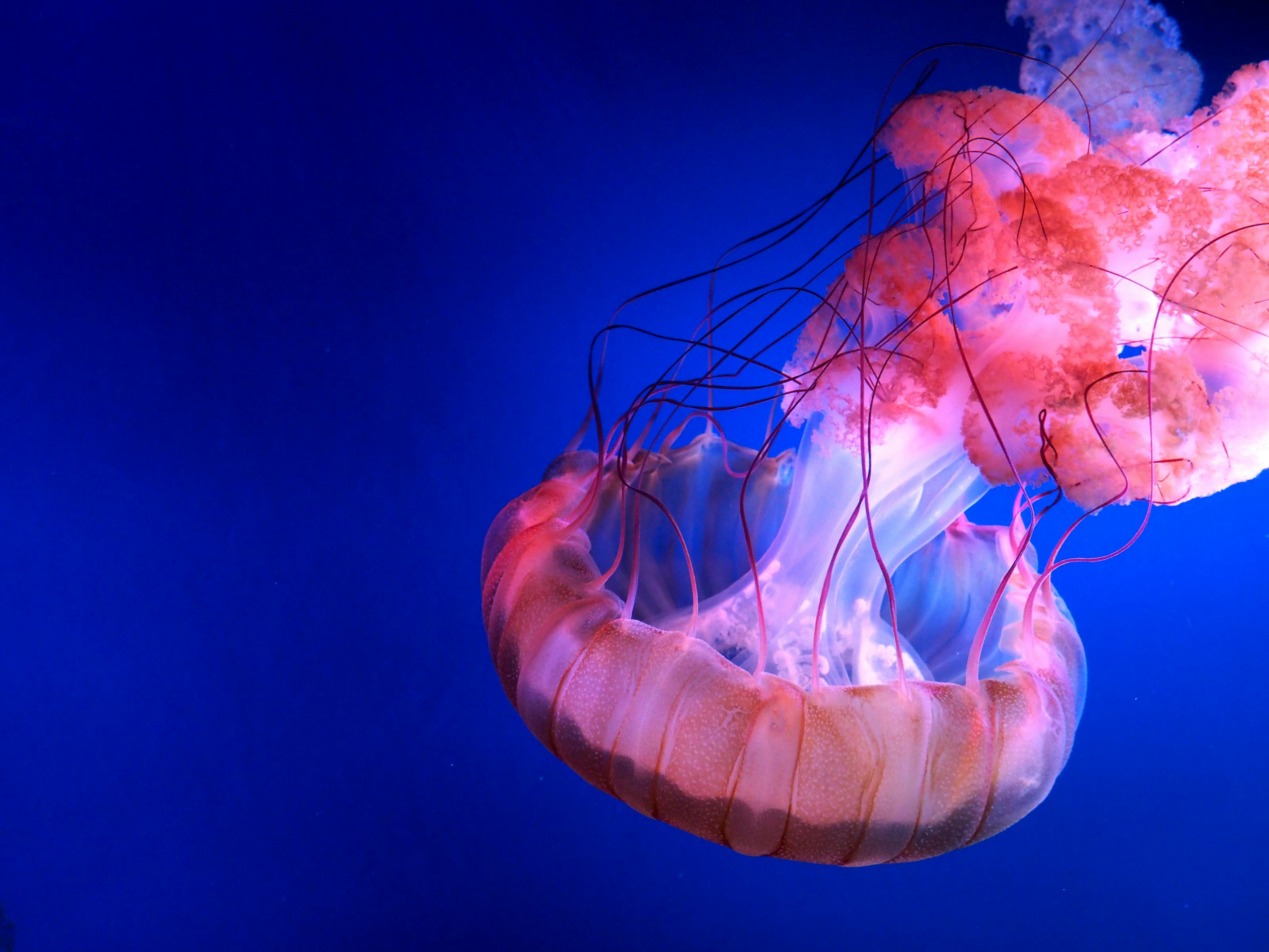 Red Jellyfish Wallpapers - Top Free Red Jellyfish Backgrounds ...