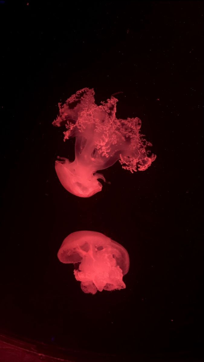 Red Jellyfish Wallpapers - Top Free Red Jellyfish Backgrounds ...
