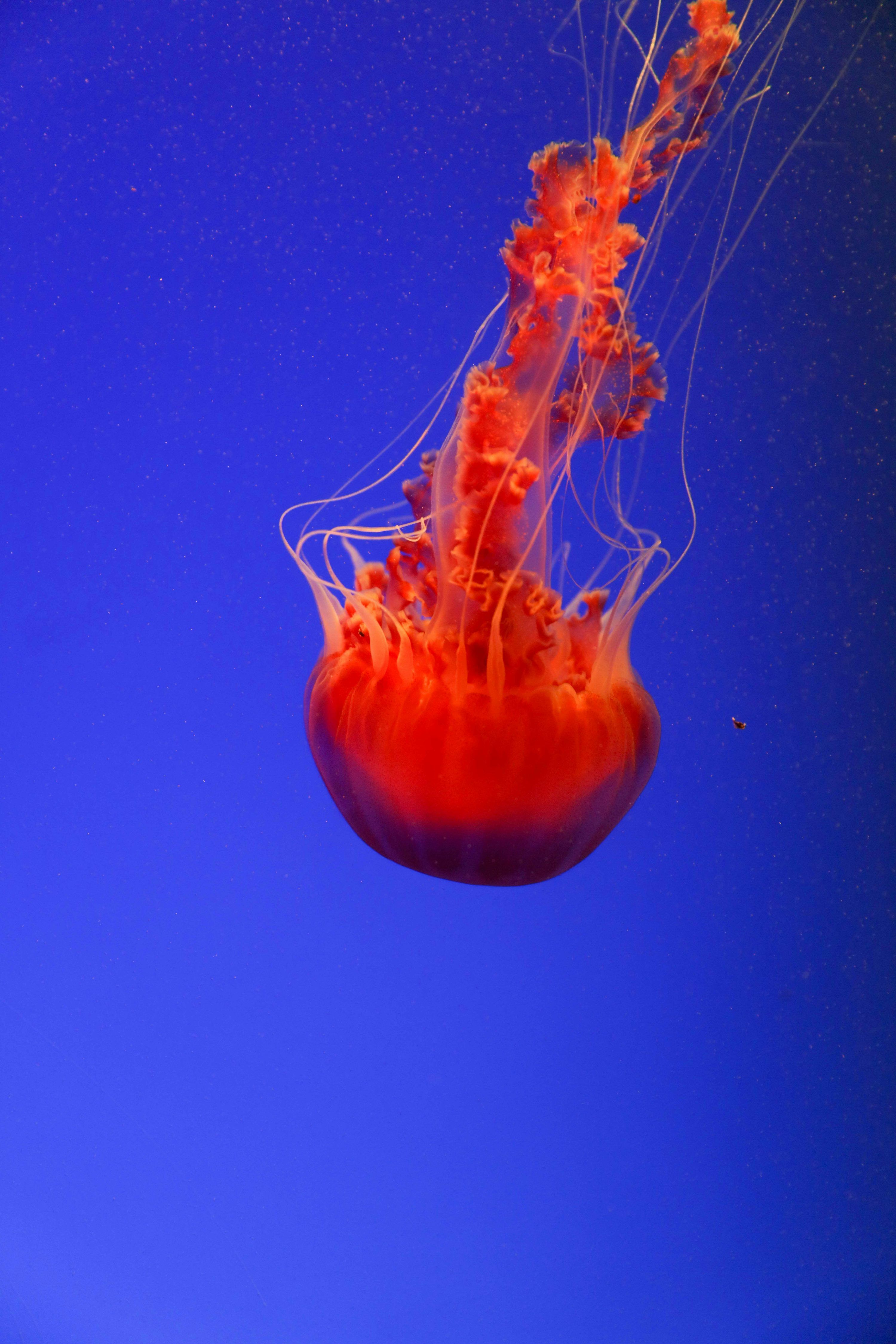 Red Jellyfish Wallpapers - Top Free Red Jellyfish Backgrounds ...