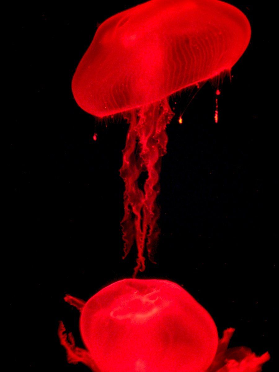 Red Jellyfish Wallpapers - Top Free Red Jellyfish Backgrounds ...