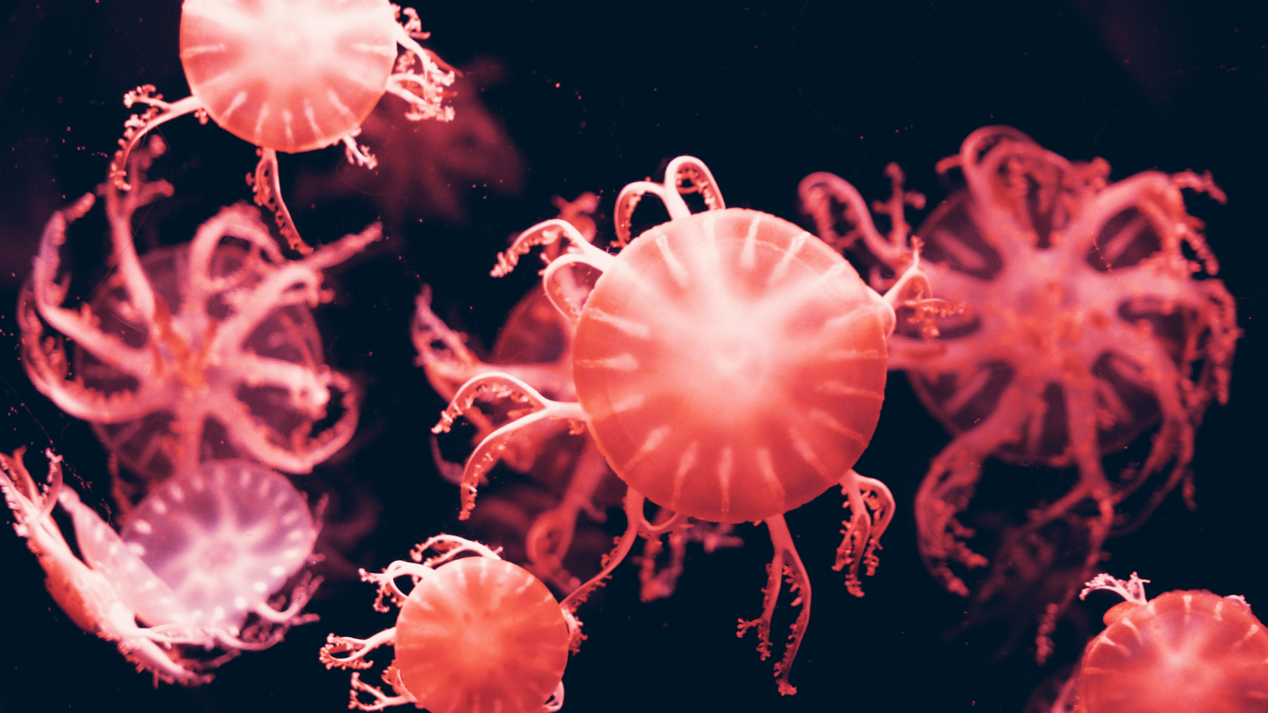 Red Jellyfish Wallpapers - Top Free Red Jellyfish Backgrounds ...