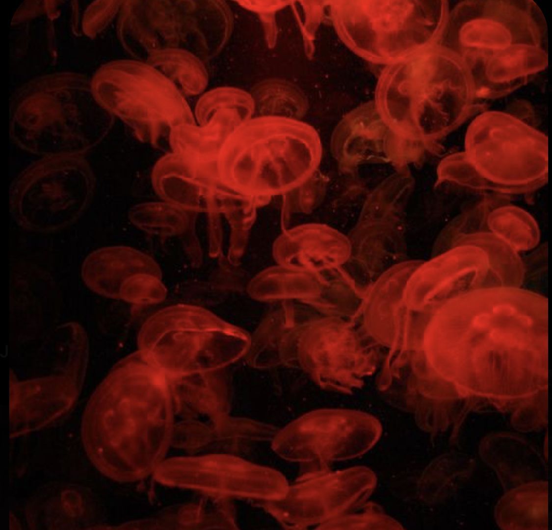 Red Jellyfish Wallpapers - Top Free Red Jellyfish Backgrounds ...