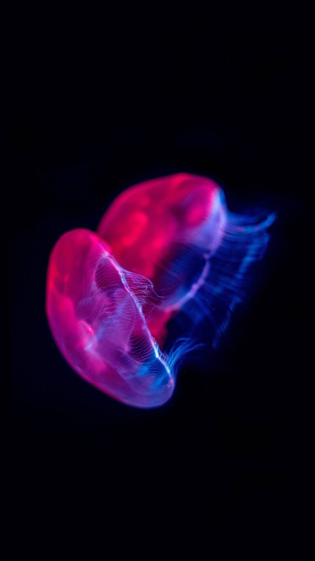 Red Jellyfish Wallpapers - Top Free Red Jellyfish Backgrounds ...