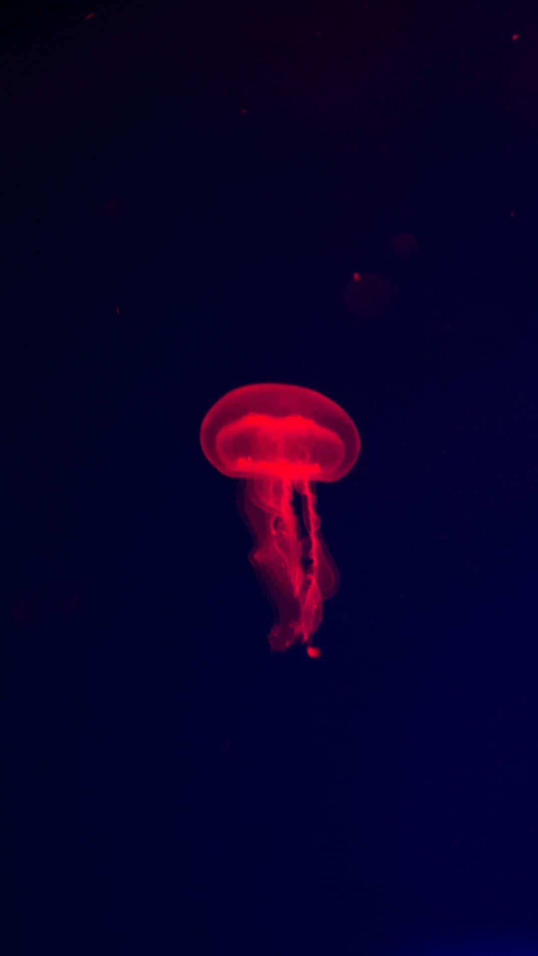 Red Jellyfish Wallpapers - Top Free Red Jellyfish Backgrounds ...