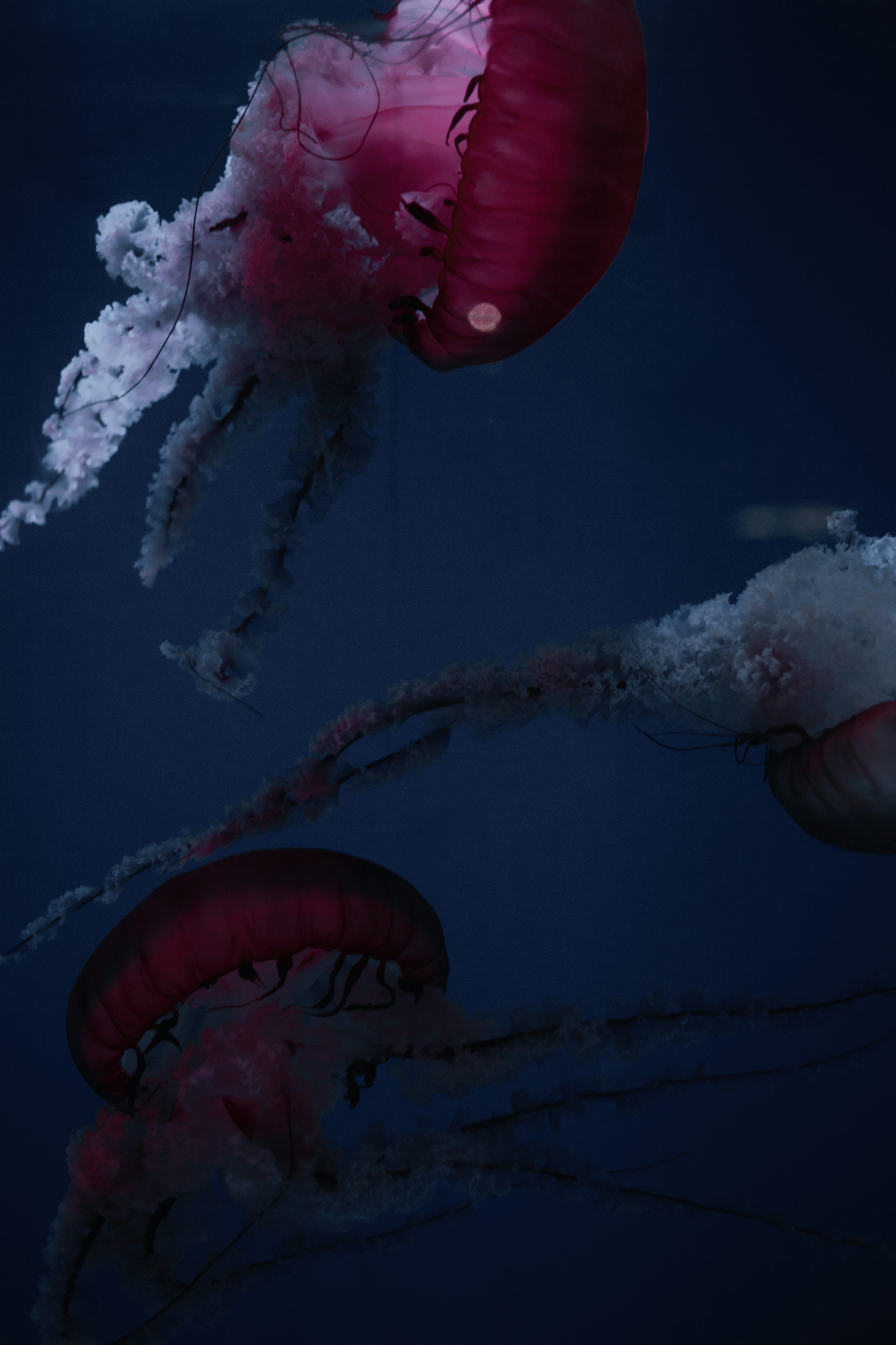 Red Jellyfish Wallpapers - Top Free Red Jellyfish Backgrounds ...