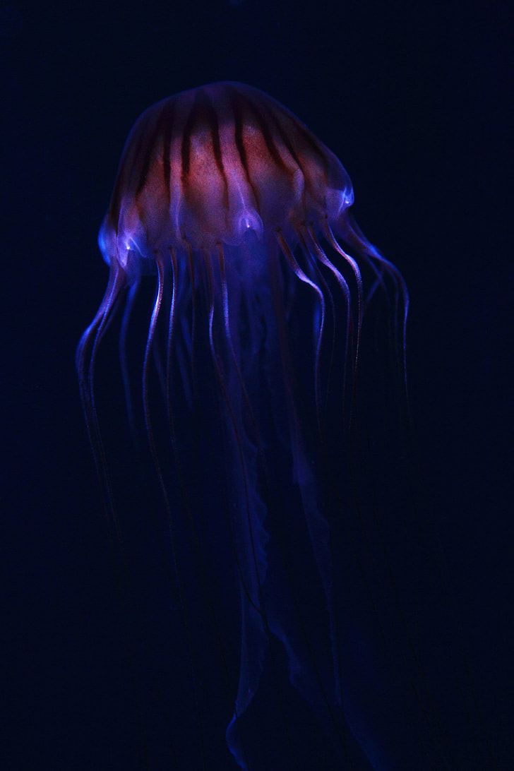 Red Jellyfish Wallpapers - Top Free Red Jellyfish Backgrounds ...