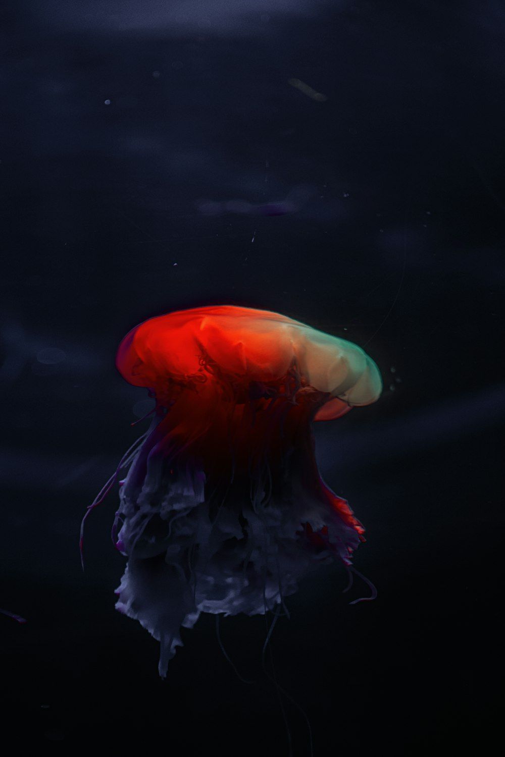 Red Jellyfish Wallpapers - Top Free Red Jellyfish Backgrounds ...