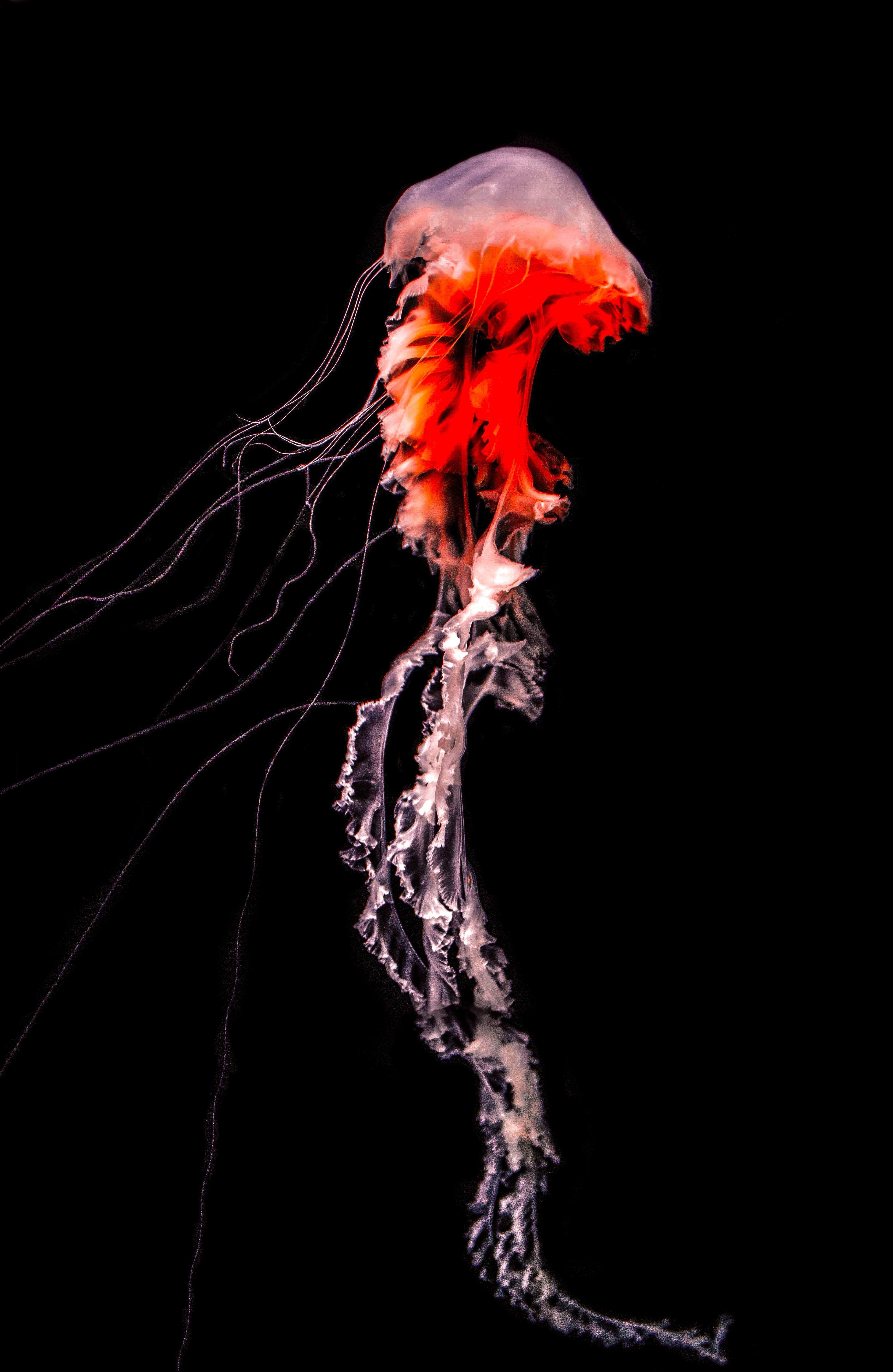 Red Jellyfish Wallpapers - Top Free Red Jellyfish Backgrounds ...
