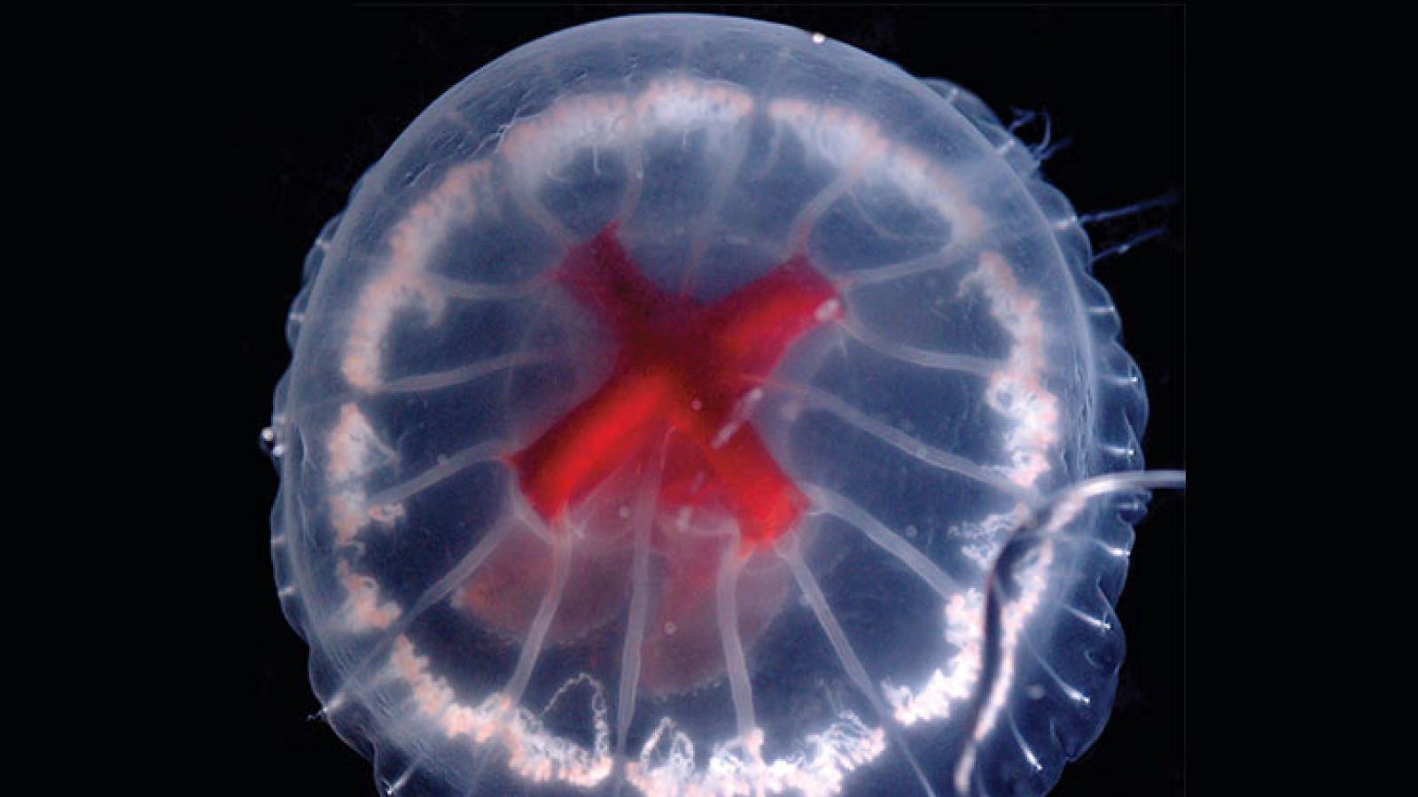 Red Jellyfish Wallpapers - Top Free Red Jellyfish Backgrounds ...