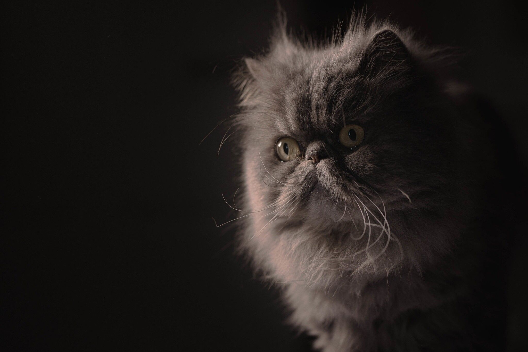 Grey Persian Cat Wallpapers - Top Free Grey Persian Cat Backgrounds ...