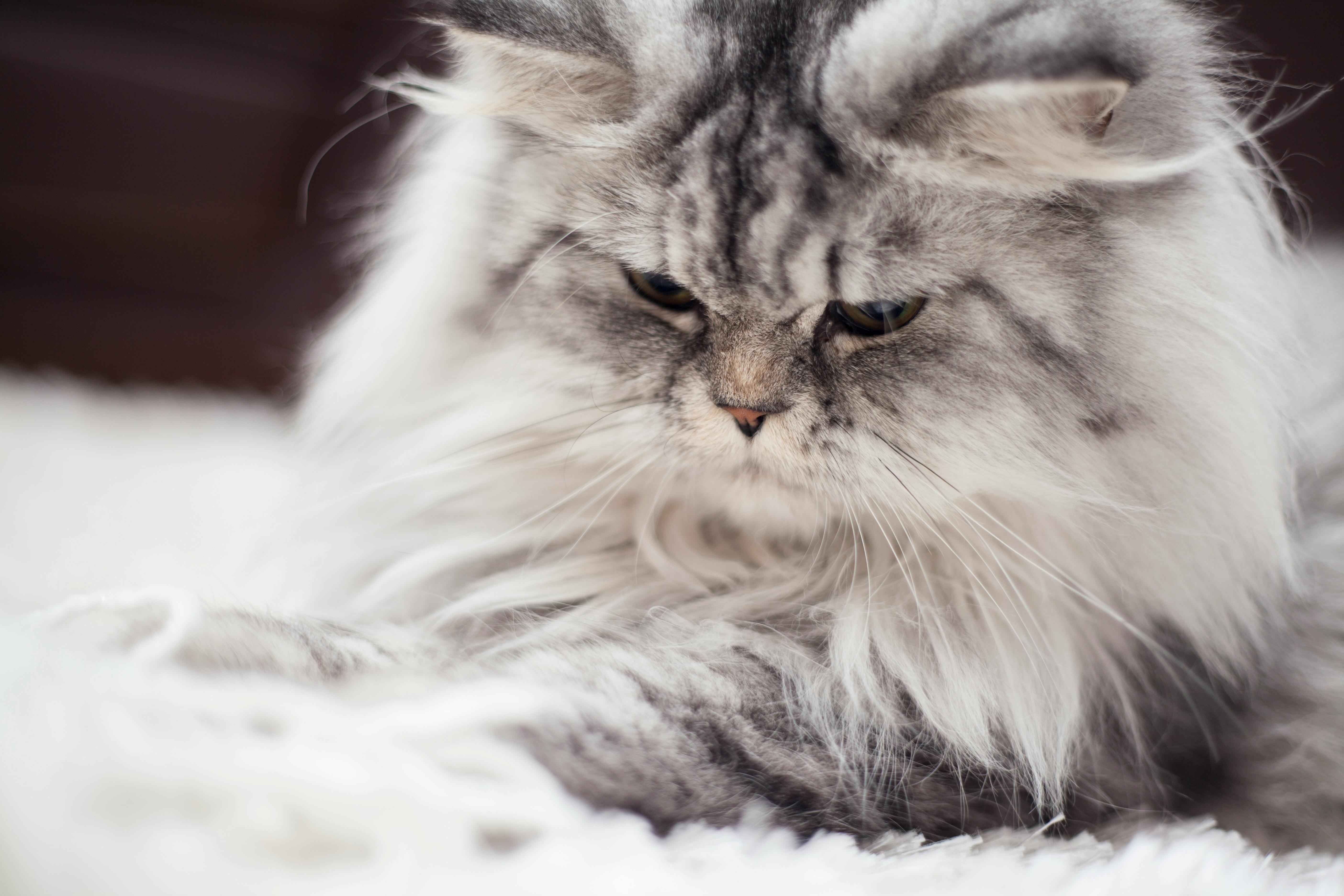 Grey Persian Cat Wallpapers - Top Free Grey Persian Cat Backgrounds ...