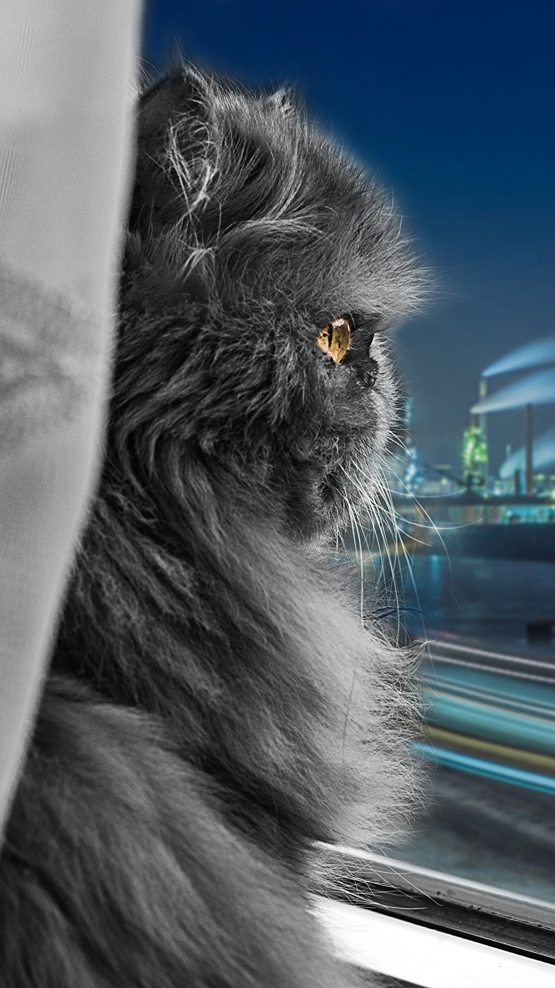 Grey Persian Cat Wallpapers - Top Free Grey Persian Cat Backgrounds ...