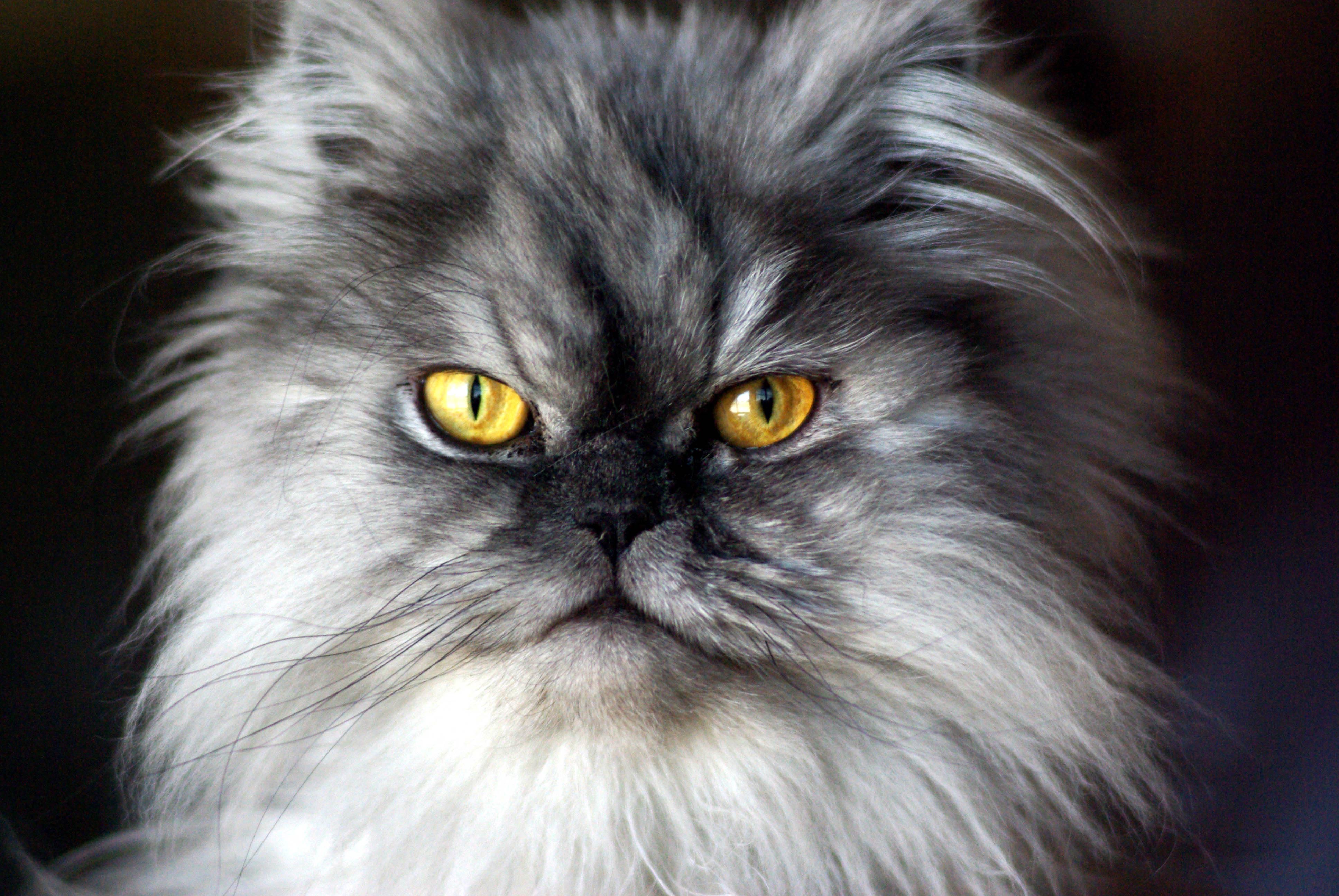 Grey Persian Cat Wallpapers - Top Free Grey Persian Cat Backgrounds ...