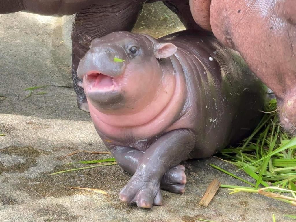 Moo Deng Wallpapers - Top Free Moo Deng Backgrounds - WallpaperAccess