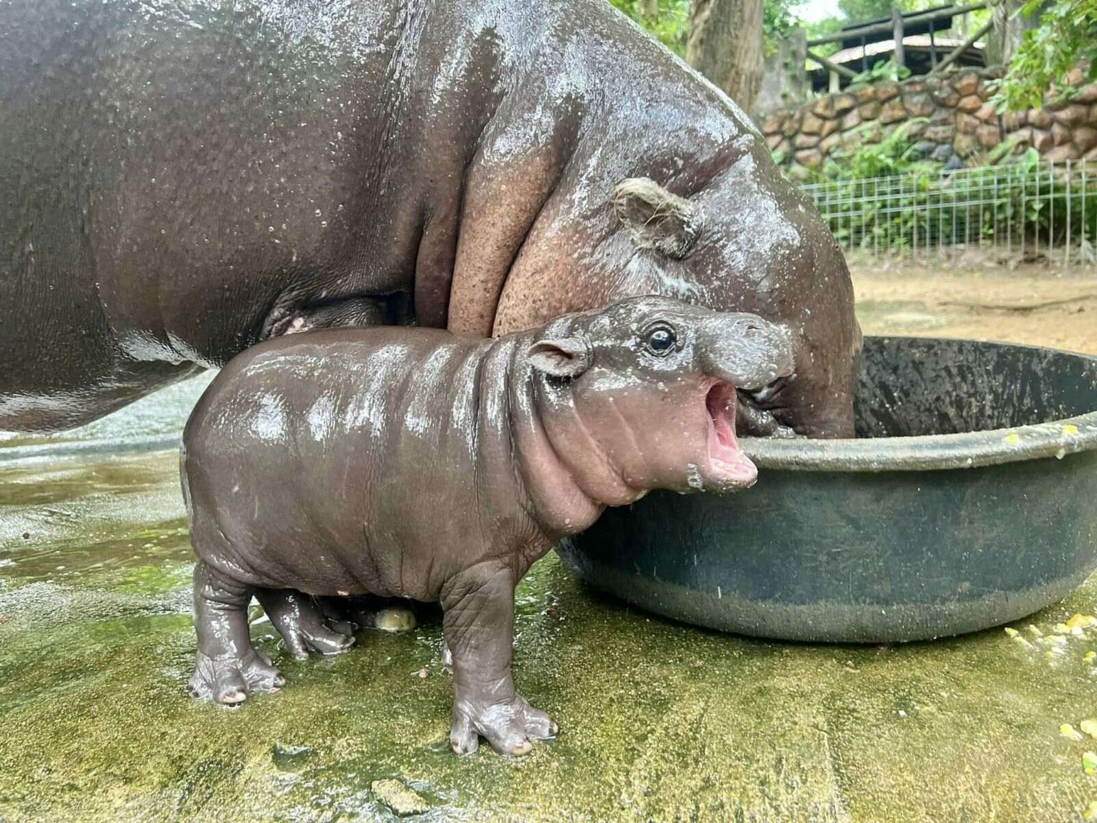 Moo Deng Wallpapers - Top Free Moo Deng Backgrounds - WallpaperAccess