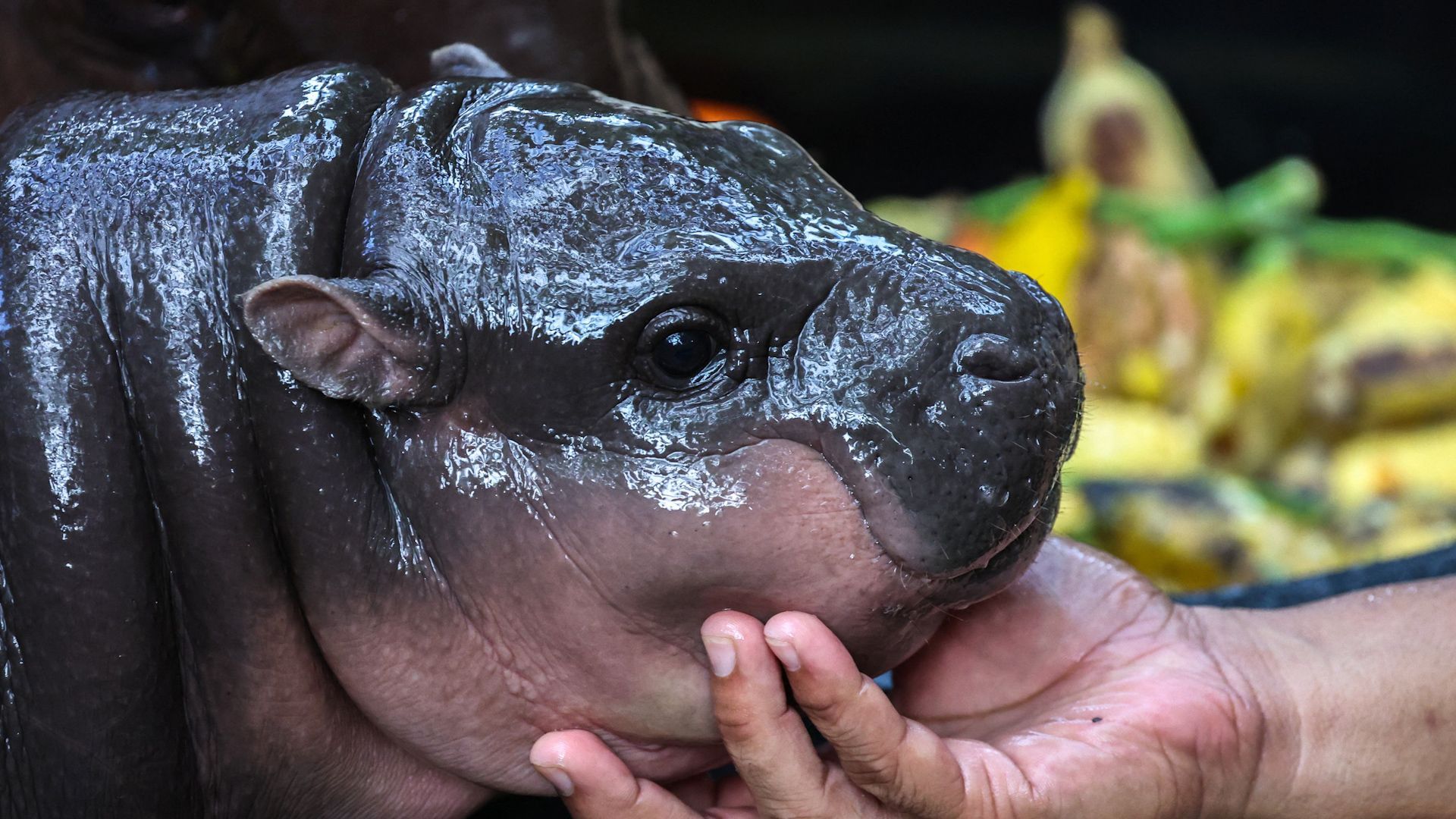 Moo Deng Wallpapers - Top Free Moo Deng Backgrounds - WallpaperAccess