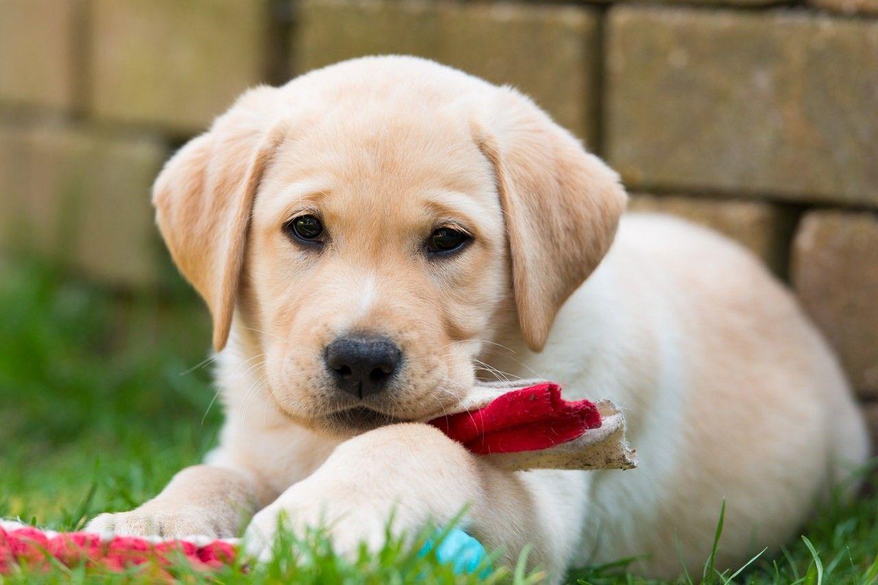 Pet Wallpapers - Top Free Pet Backgrounds - WallpaperAccess