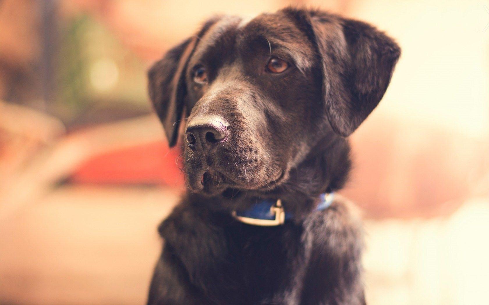 Pet Wallpapers - Top Free Pet Backgrounds - WallpaperAccess