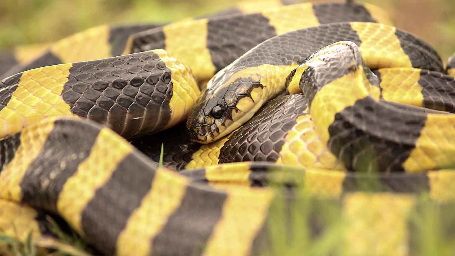 Indian Krait Wallpapers - Top Free Indian Krait Backgrounds - WallpaperAccess