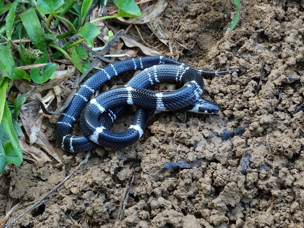 Indian Krait Wallpapers - Top Free Indian Krait Backgrounds ...