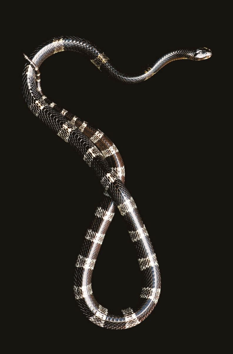 Indian Krait Wallpapers - Top Free Indian Krait Backgrounds ...