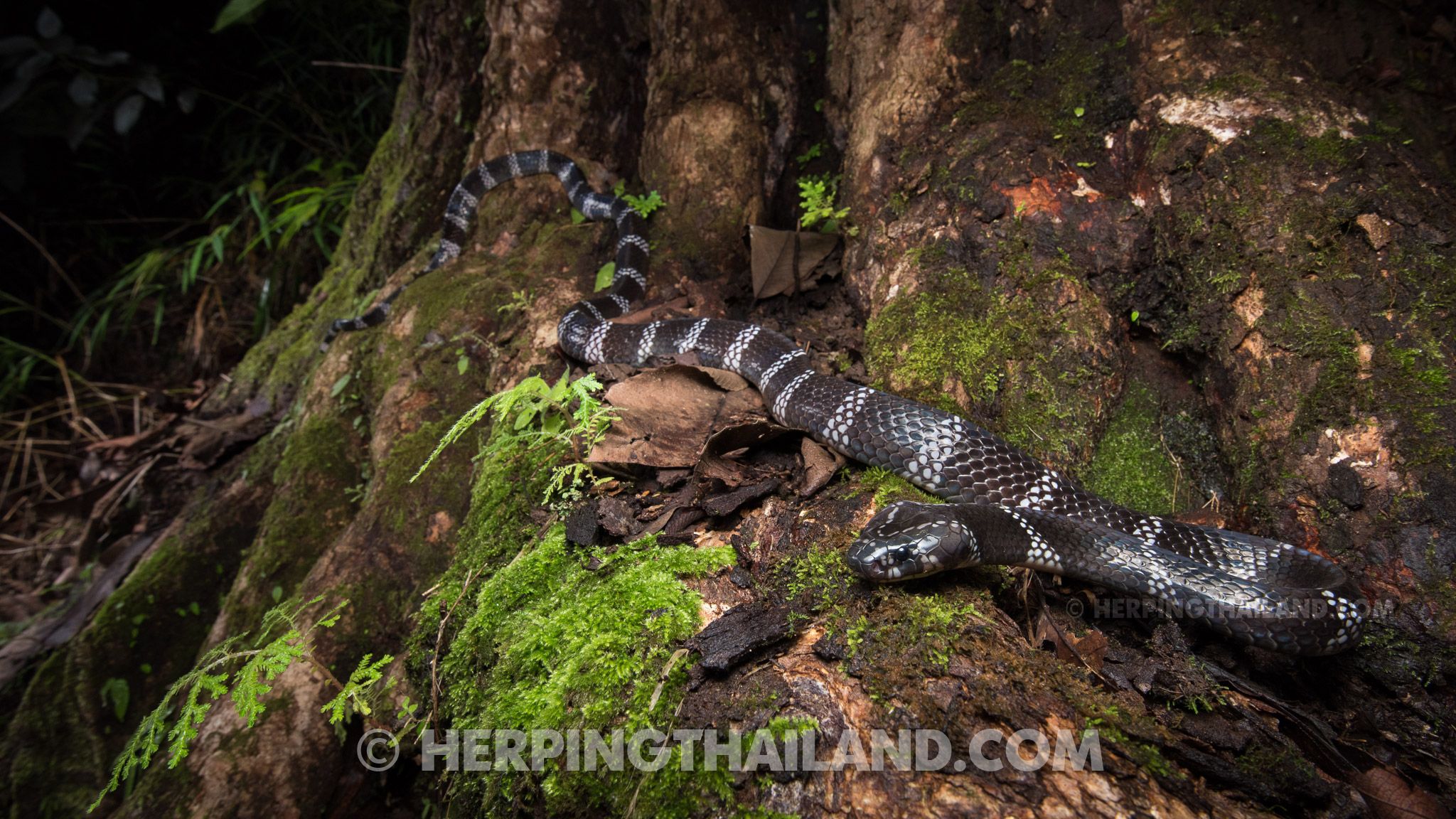 Indian Krait Wallpapers - Top Free Indian Krait Backgrounds ...