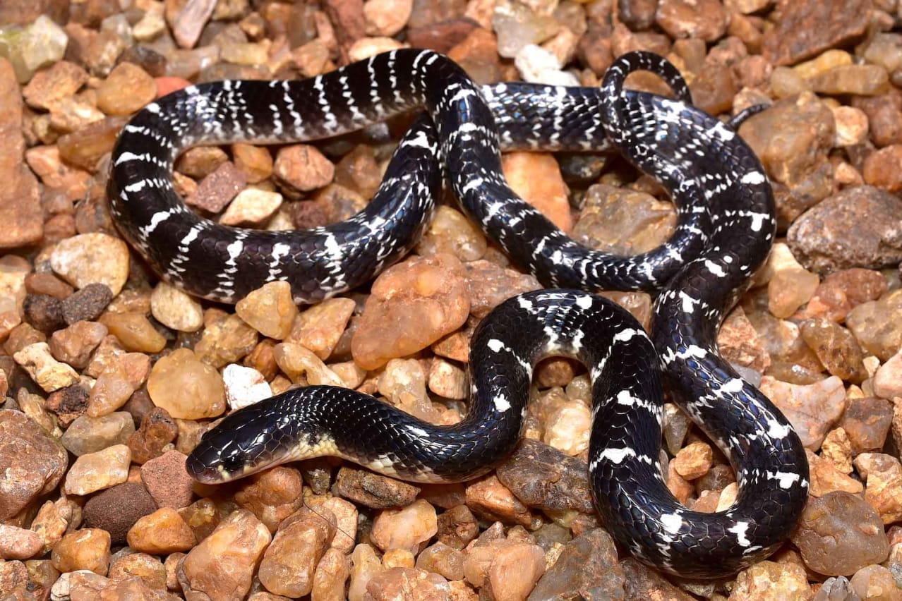 Indian Krait Wallpapers - Top Free Indian Krait Backgrounds ...