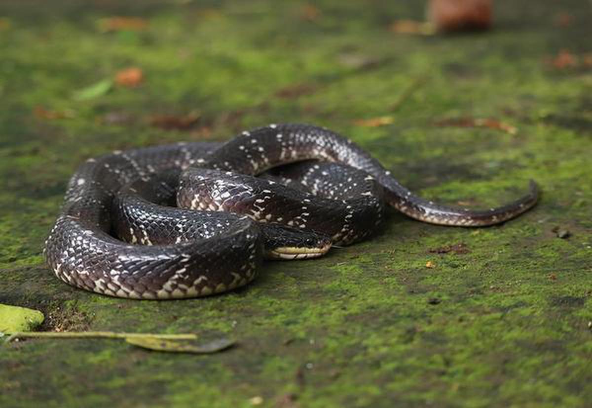 Indian Krait Wallpapers - Top Free Indian Krait Backgrounds ...