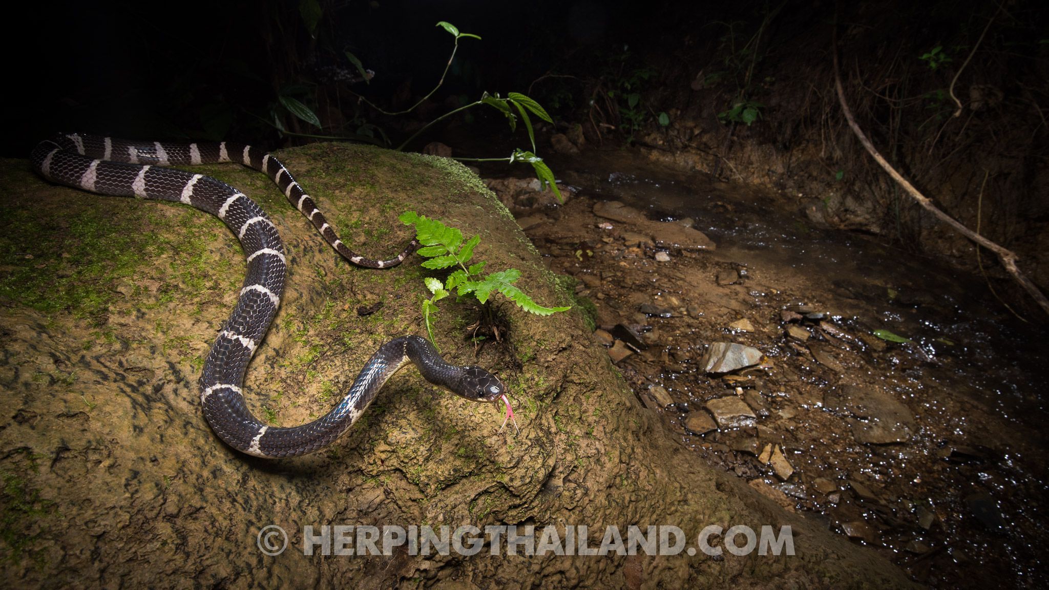 Indian Krait Wallpapers - Top Free Indian Krait Backgrounds ...