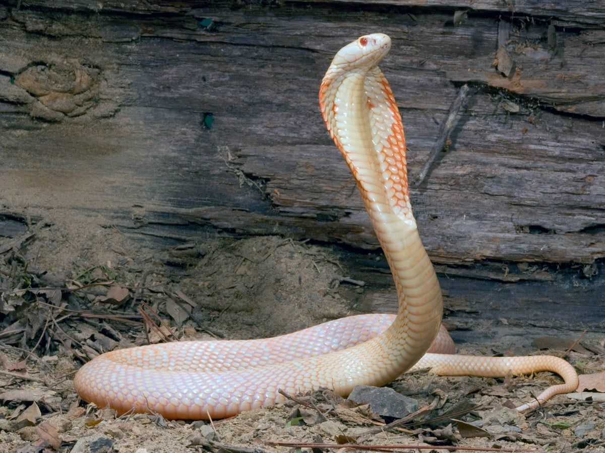 Indian Krait Wallpapers - Top Free Indian Krait Backgrounds ...