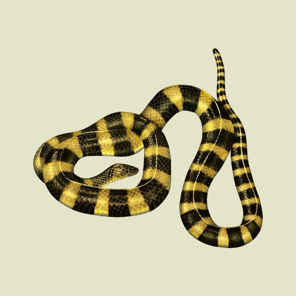 Indian Krait Wallpapers - Top Free Indian Krait Backgrounds ...