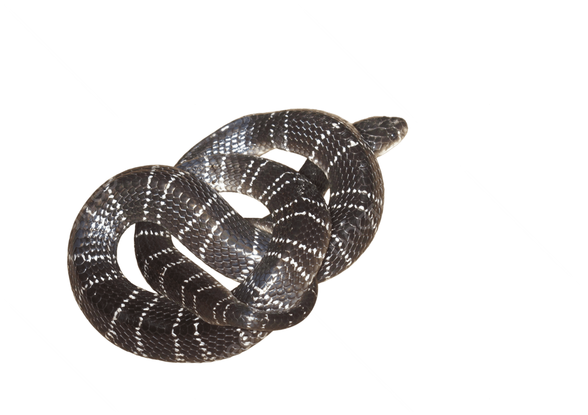 Indian Krait Wallpapers - Top Free Indian Krait Backgrounds - WallpaperAccess