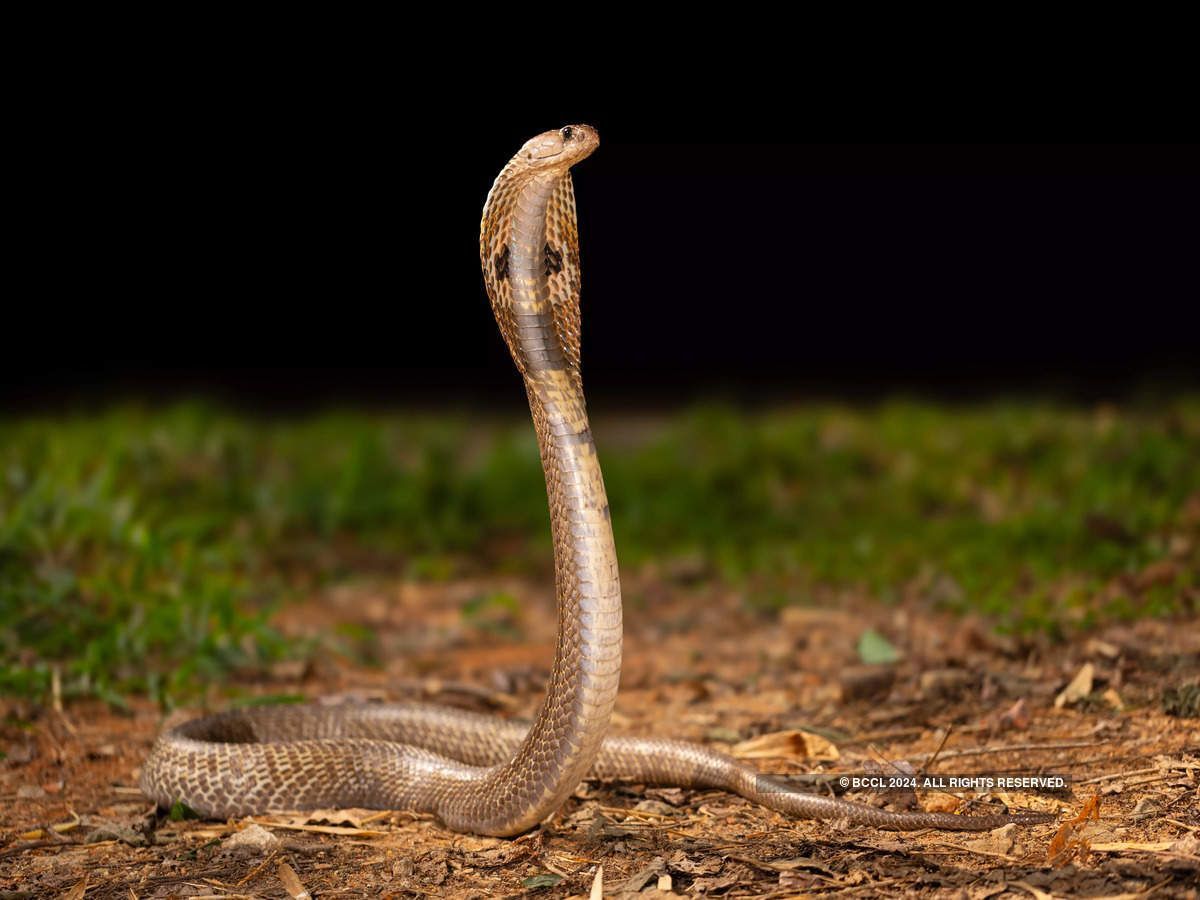 Indian Krait Wallpapers - Top Free Indian Krait Backgrounds ...