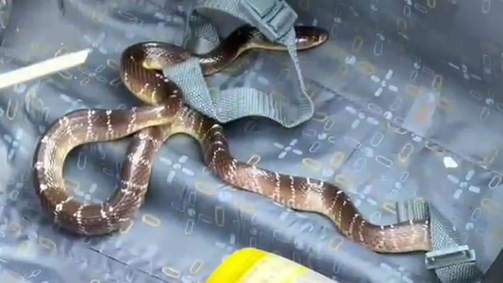 Indian Krait Wallpapers - Top Free Indian Krait Backgrounds ...