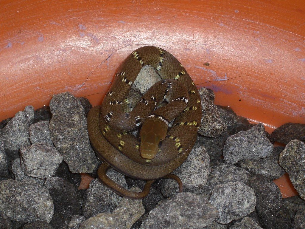 Indian Krait Wallpapers - Top Free Indian Krait Backgrounds ...