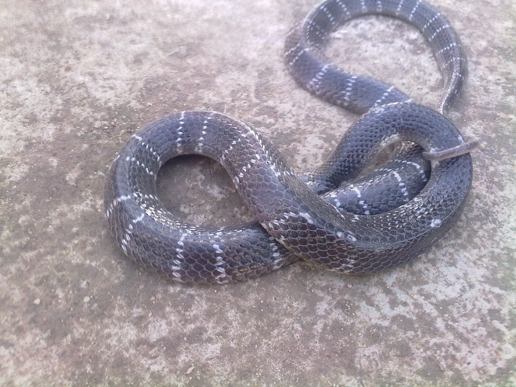 Indian Krait Wallpapers - Top Free Indian Krait Backgrounds ...