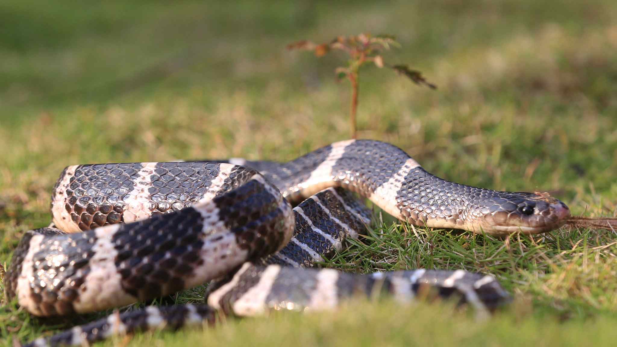 Indian Krait Wallpapers - Top Free Indian Krait Backgrounds ...