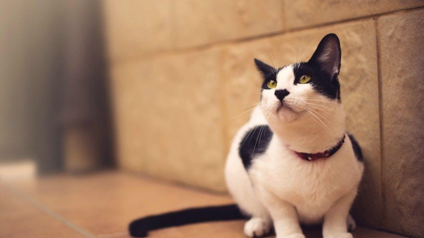 Pet Wallpapers - Top Free Pet Backgrounds - WallpaperAccess