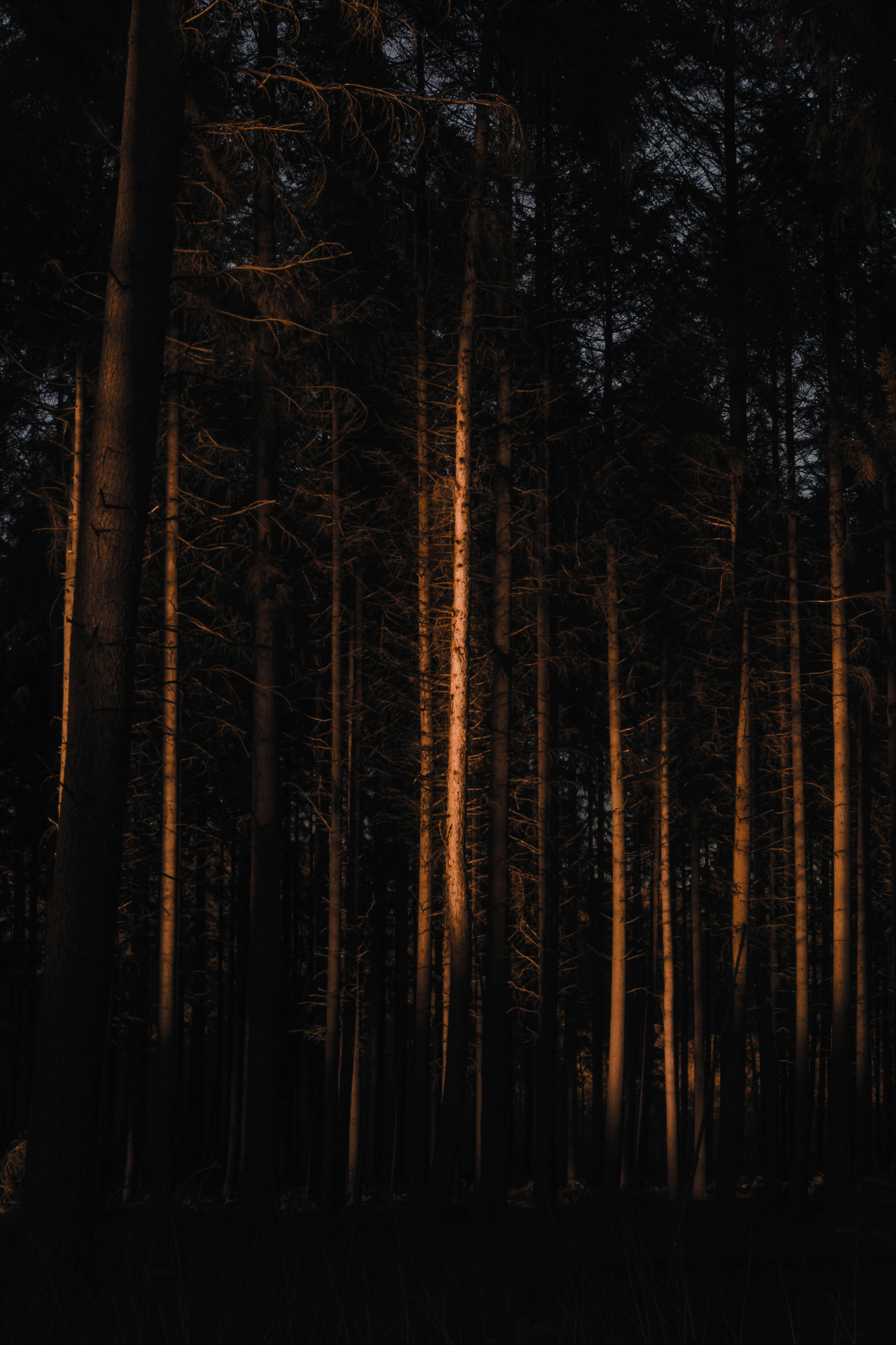 DARK FOREST MOBILE Wallpapers - Top Free DARK FOREST MOBILE Backgrounds ...