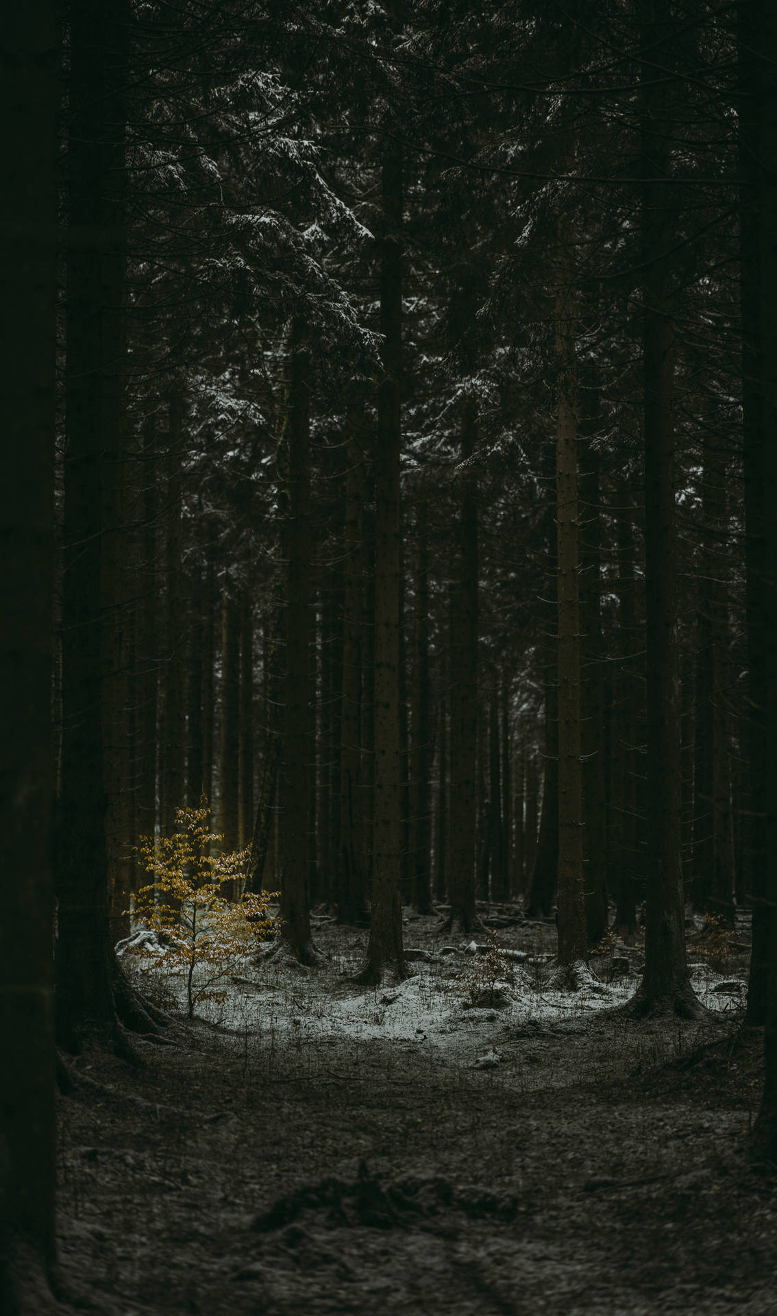 DARK FOREST MOBILE Wallpapers - Top Free DARK FOREST MOBILE Backgrounds ...