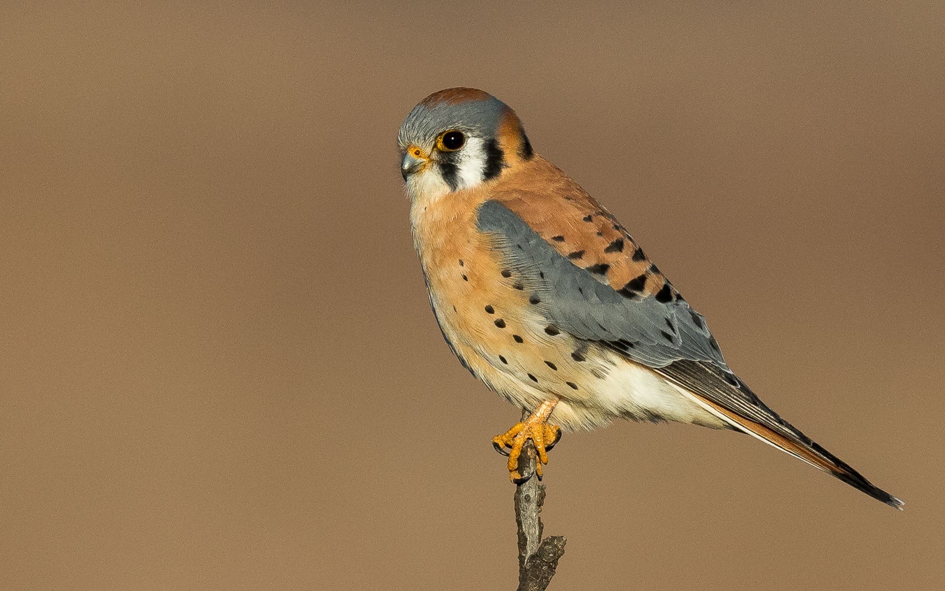 KESTREL Wallpapers - Top Free KESTREL Backgrounds - WallpaperAccess