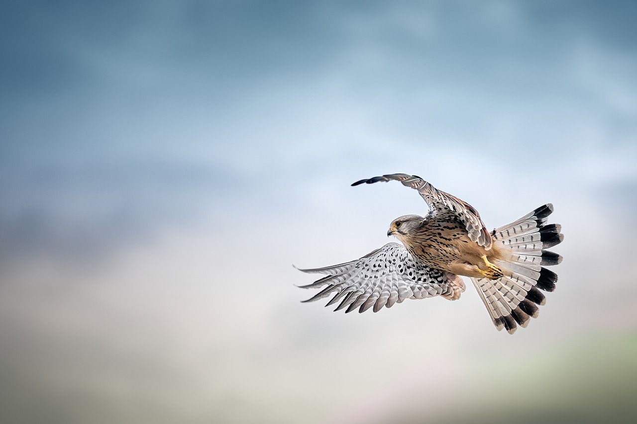 KESTREL Wallpapers - Top Free KESTREL Backgrounds - WallpaperAccess