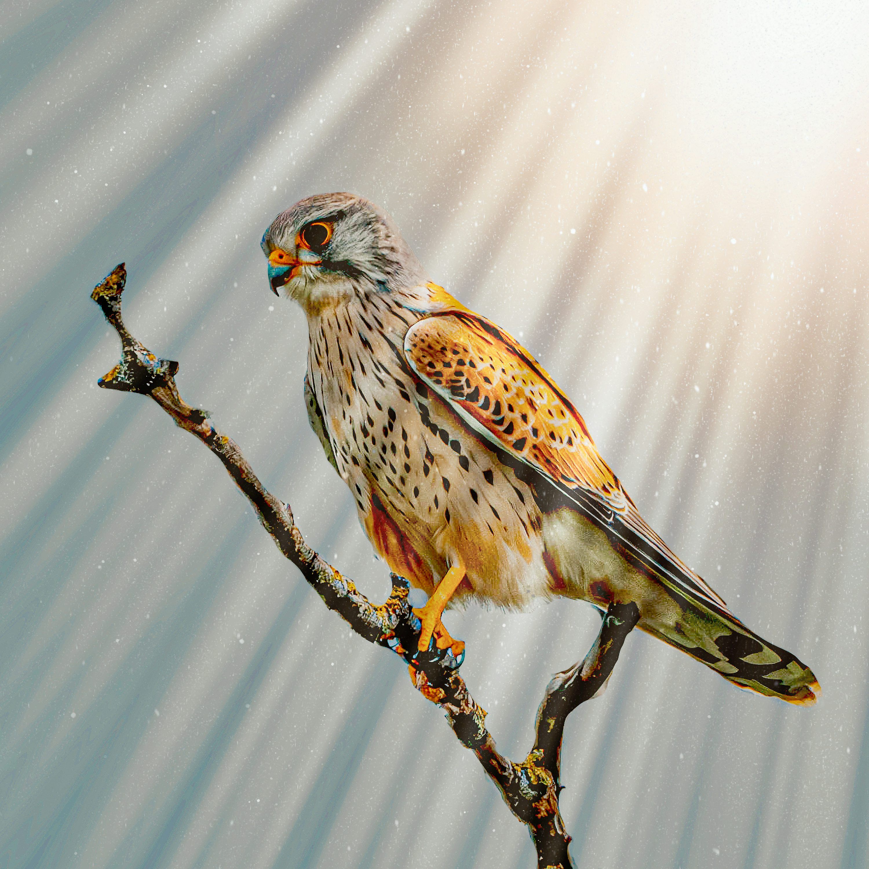 KESTREL Wallpapers - Top Free KESTREL Backgrounds - WallpaperAccess