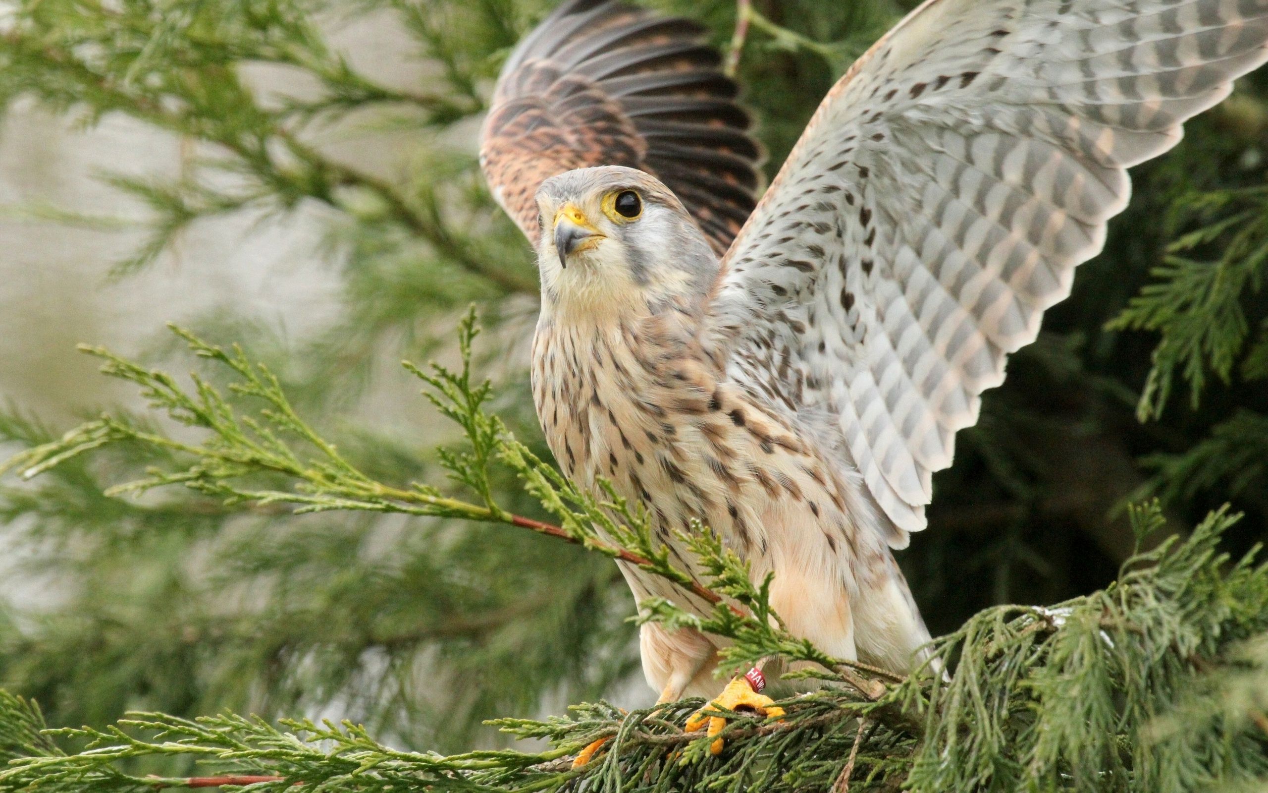 KESTREL Wallpapers - Top Free KESTREL Backgrounds - WallpaperAccess