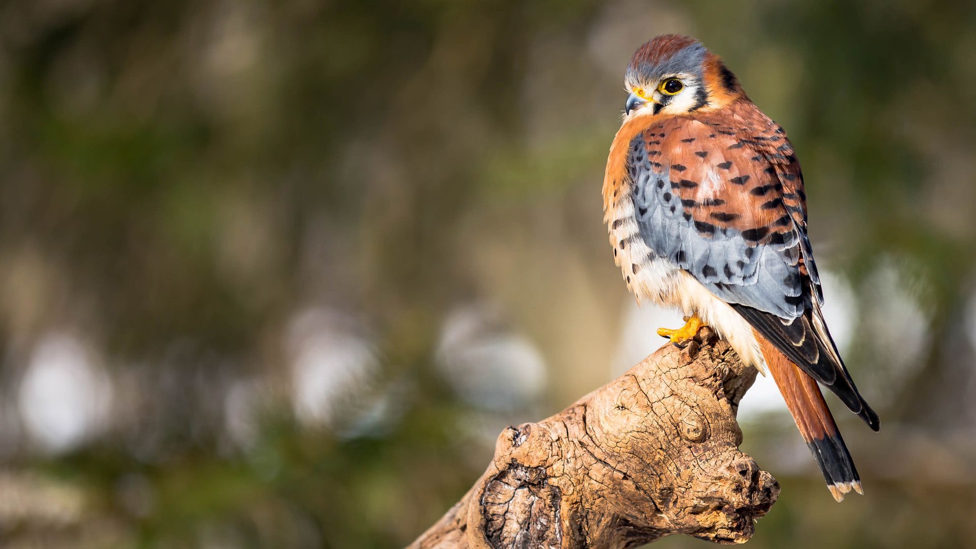 KESTREL Wallpapers - Top Free KESTREL Backgrounds - WallpaperAccess