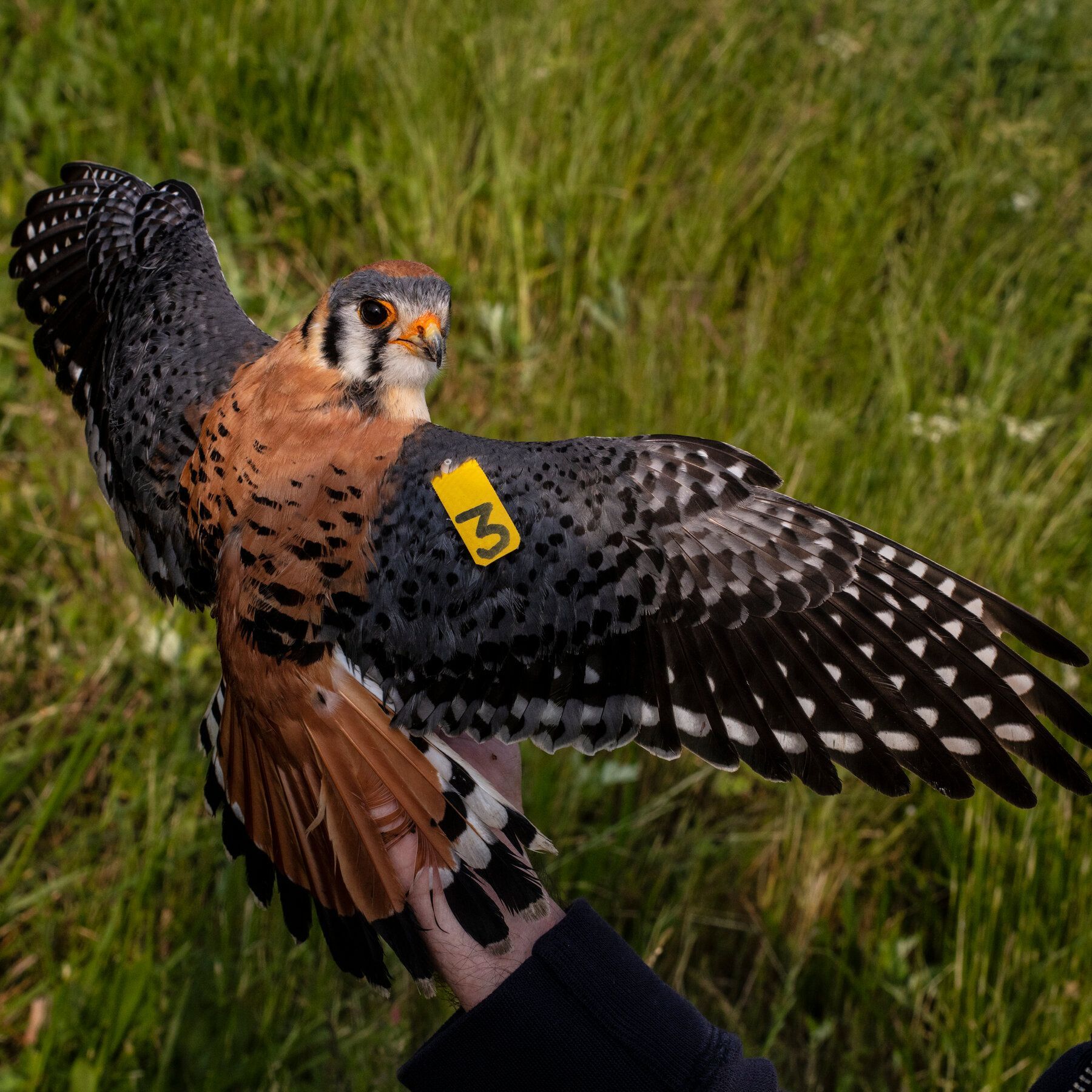 KESTREL Wallpapers - Top Free KESTREL Backgrounds - WallpaperAccess