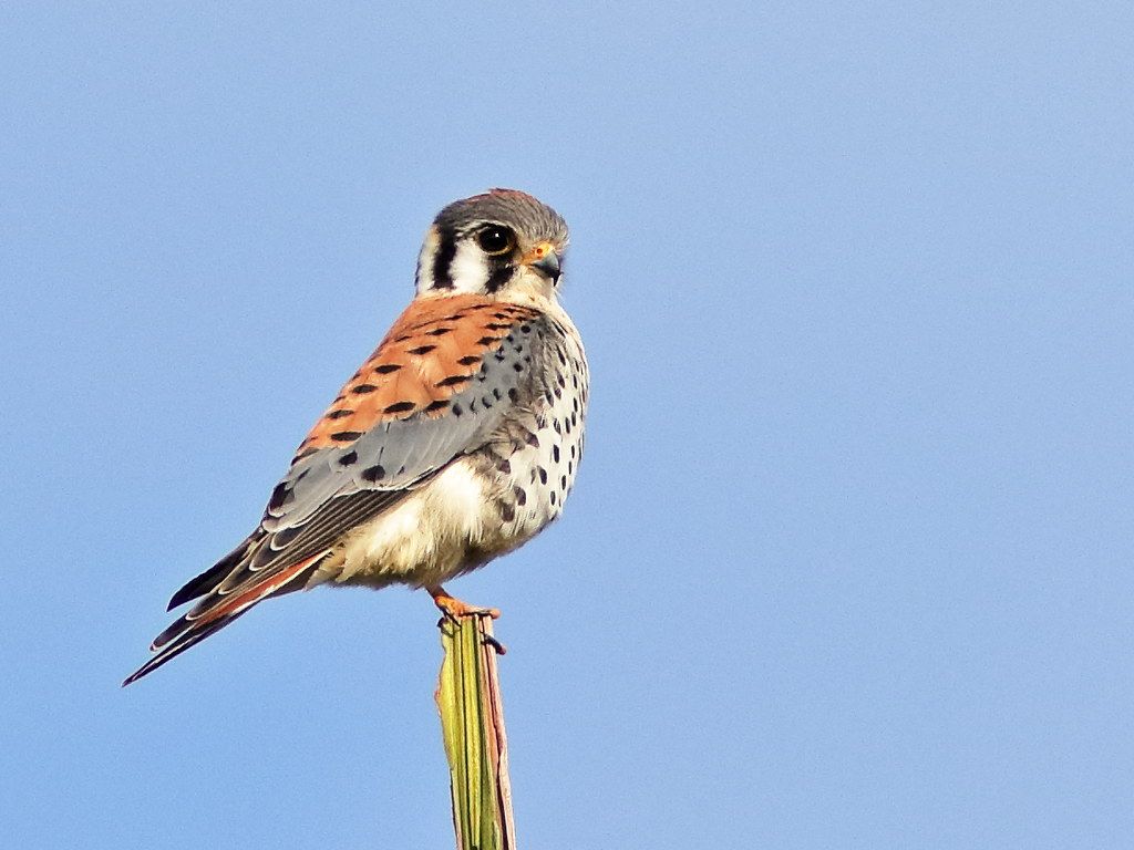 KESTREL Wallpapers - Top Free KESTREL Backgrounds - WallpaperAccess