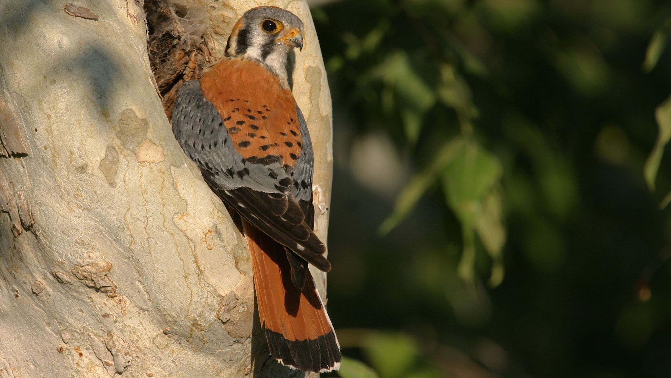 KESTREL Wallpapers - Top Free KESTREL Backgrounds - WallpaperAccess