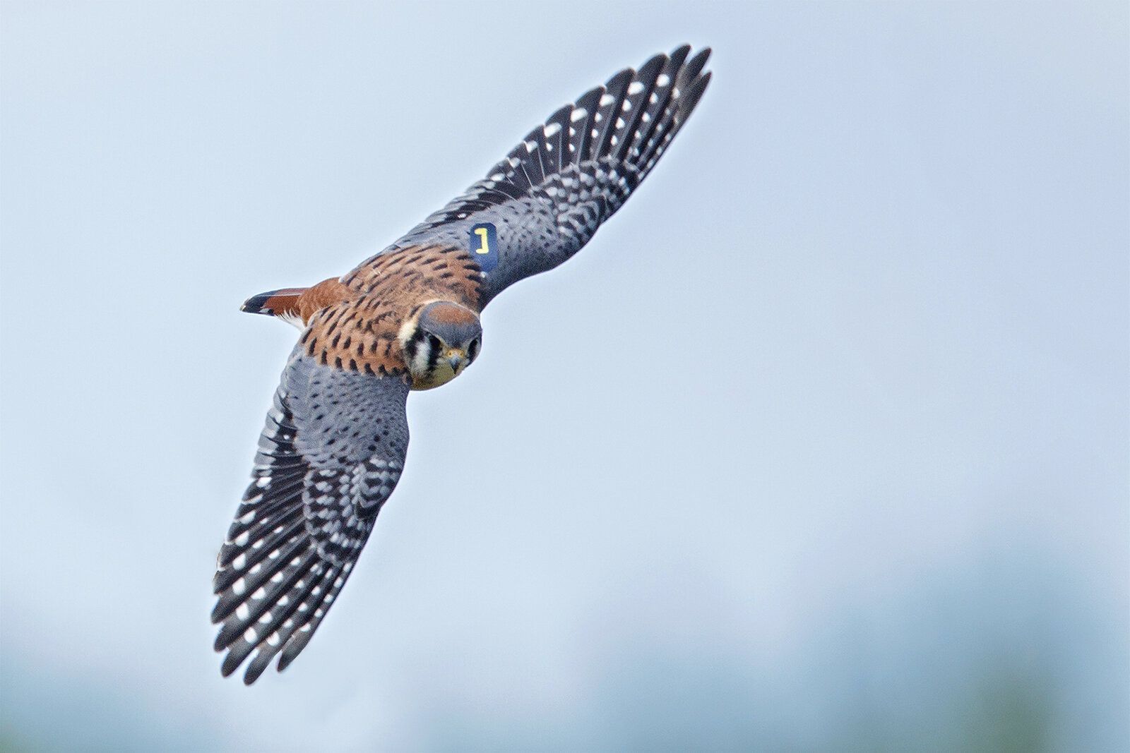 KESTREL Wallpapers - Top Free KESTREL Backgrounds - WallpaperAccess