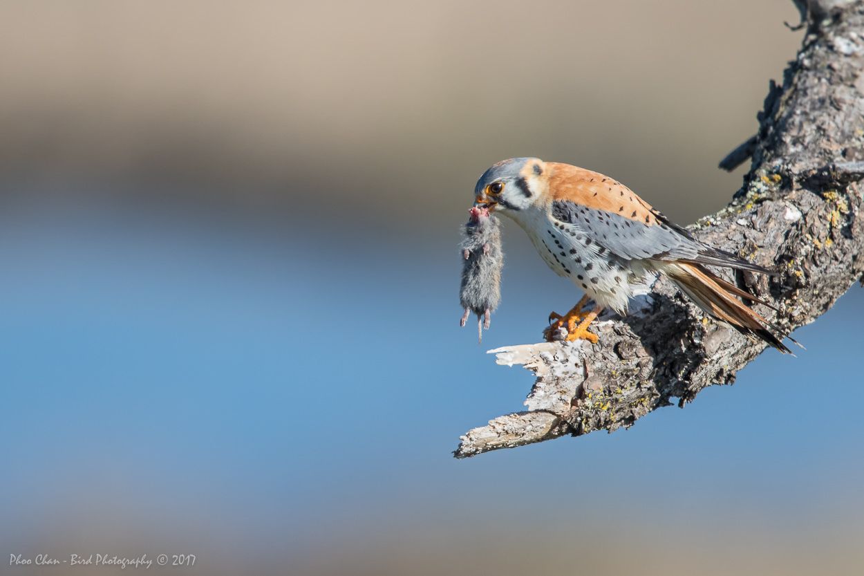 KESTREL Wallpapers - Top Free KESTREL Backgrounds - WallpaperAccess